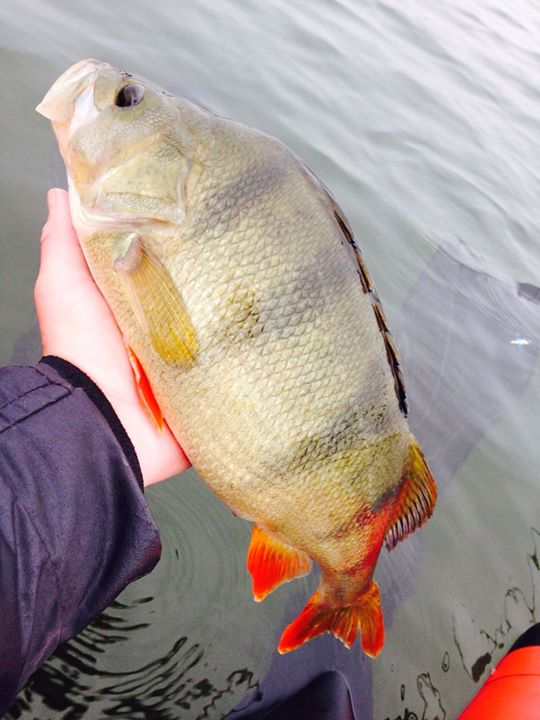 Baars 51 CM - Fishing Adventure