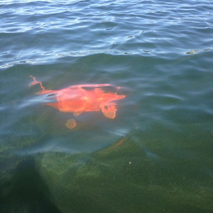 Fireball! - Fishing Adventure