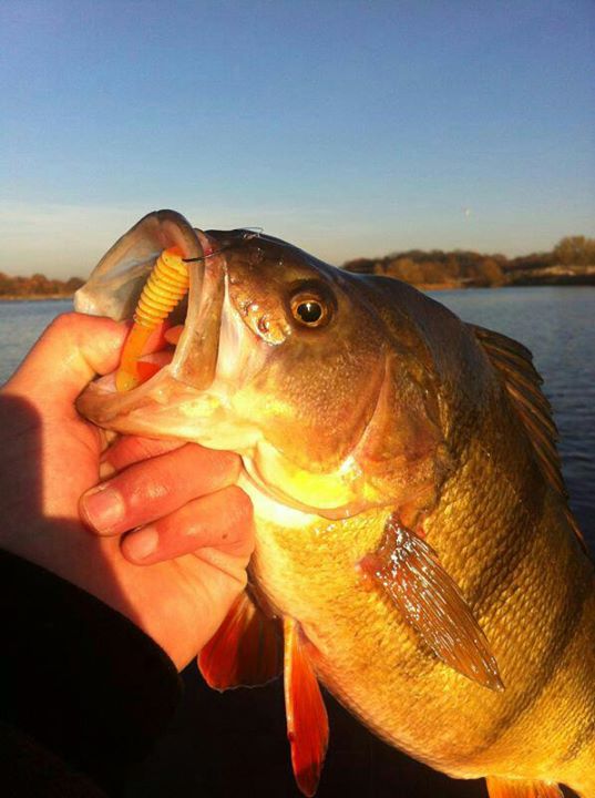 Baars 48 cm van Tim Huizenga - Fishing Adventure